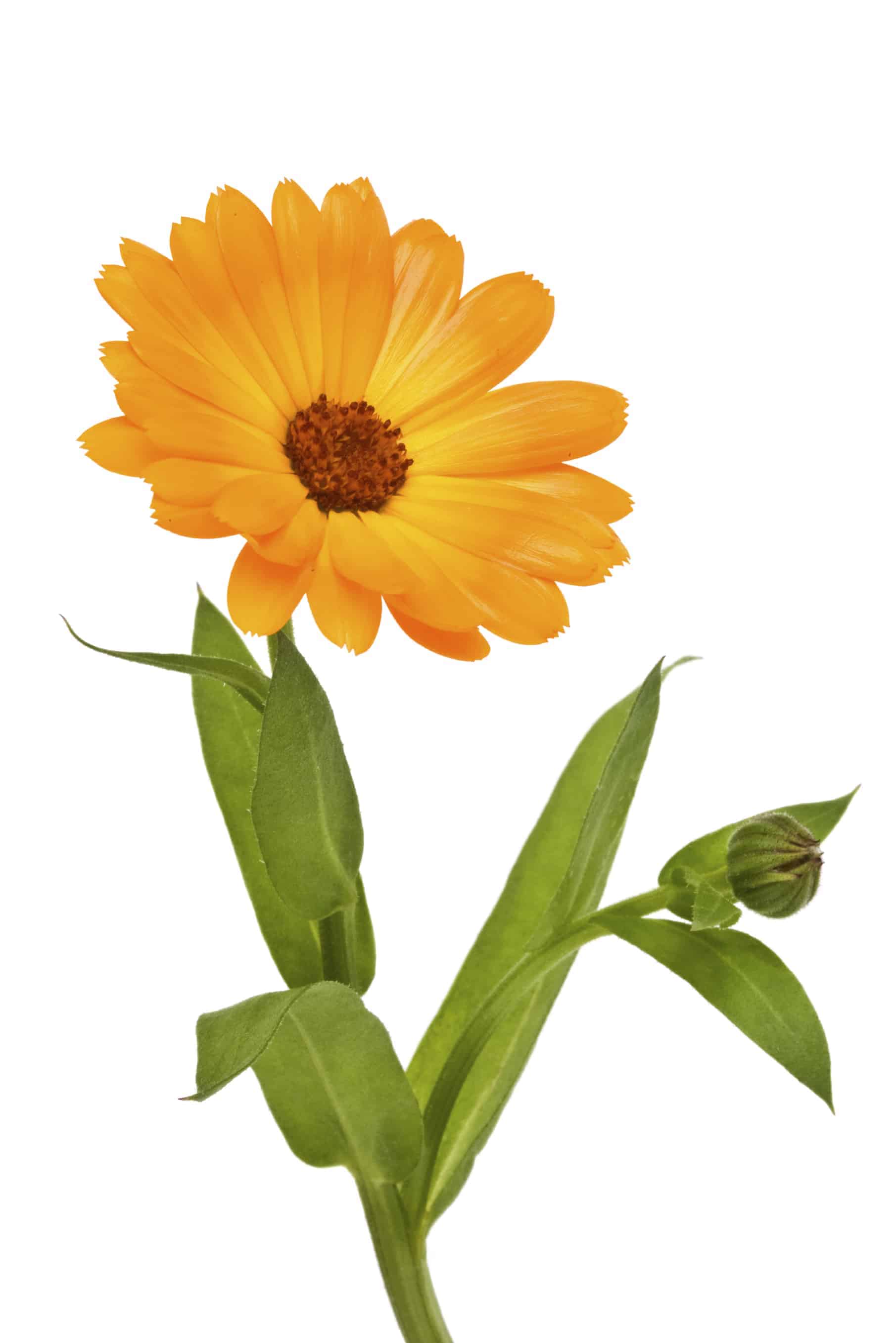 Calendula Cream - 60ml | Buy Online | New Vistas Healthcare | UK and ...